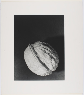 Walnut - Saint Louis Art Museum