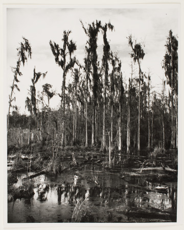Swamp, spanish moss in trees - Saint Louis Art Museum