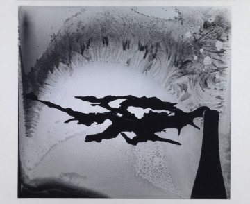 Root, Frost and Bottle - Saint Louis Art Museum