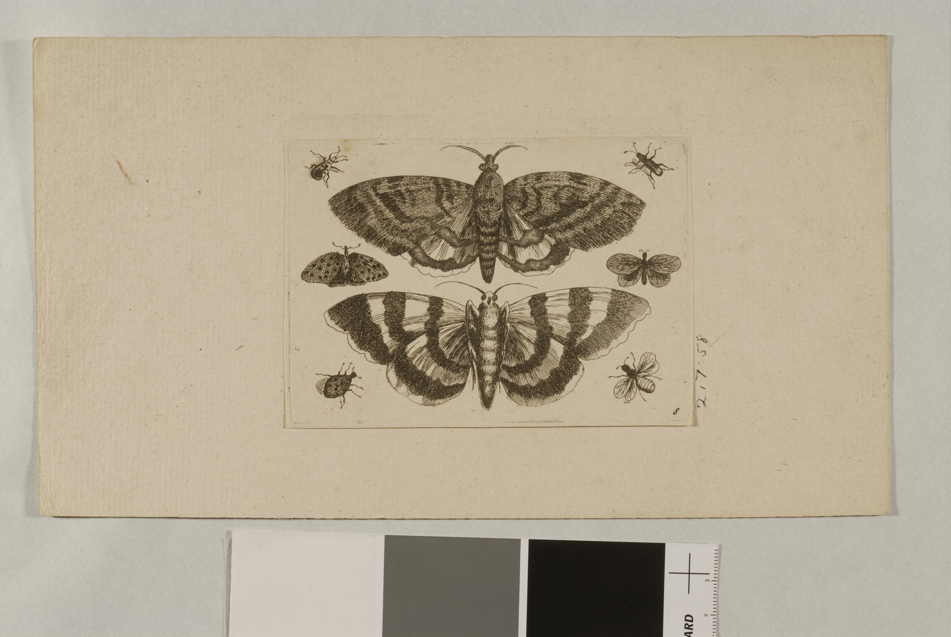 Two Moths and Six Other Insects, from "Muscarum Scarabeorum" - Saint ...