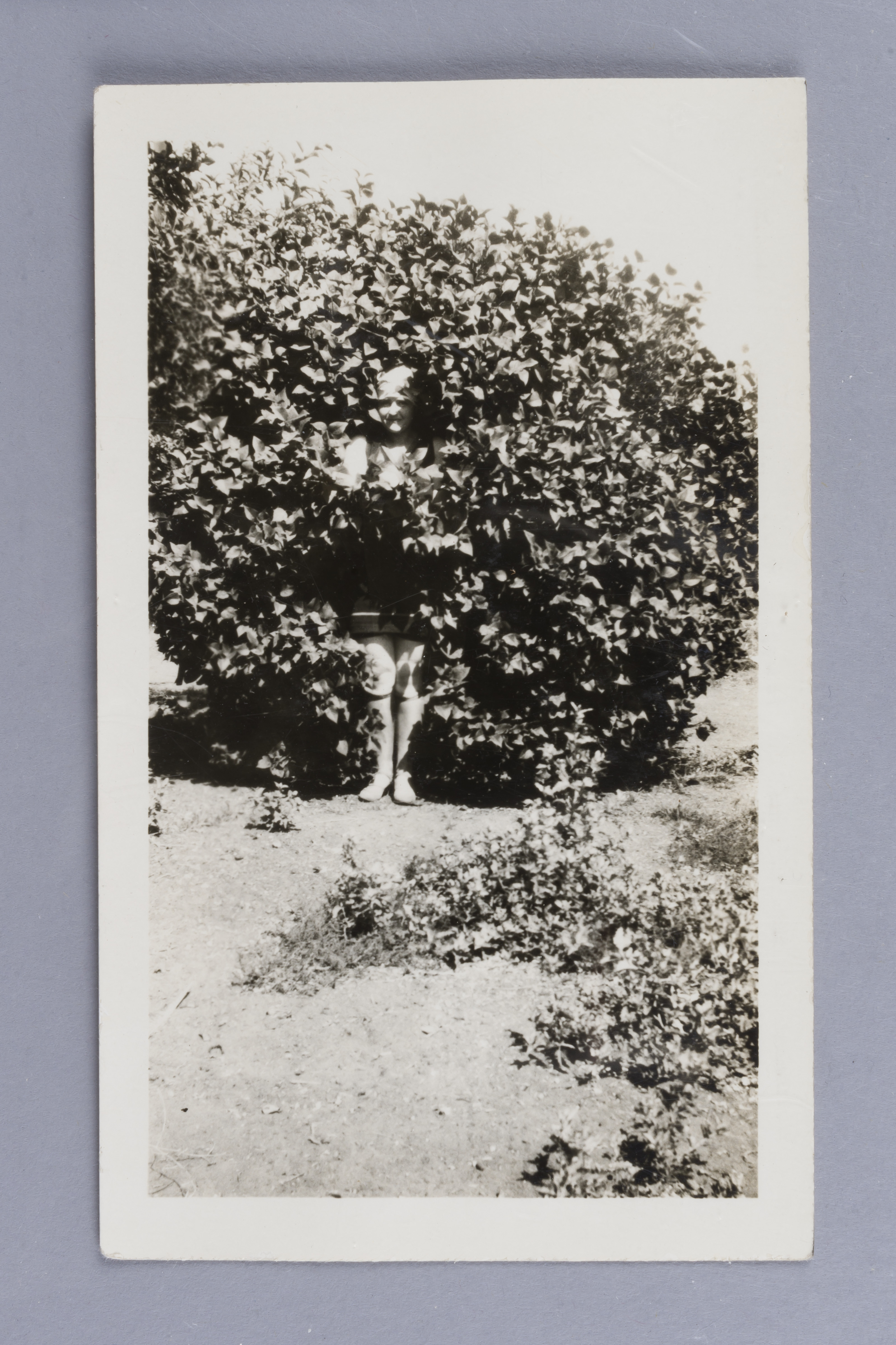 Untitled (Woman Peeking Out of Bush) - Saint Louis Art Museum